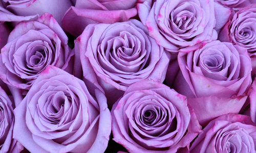 Roses Subscription – Rose Farmers