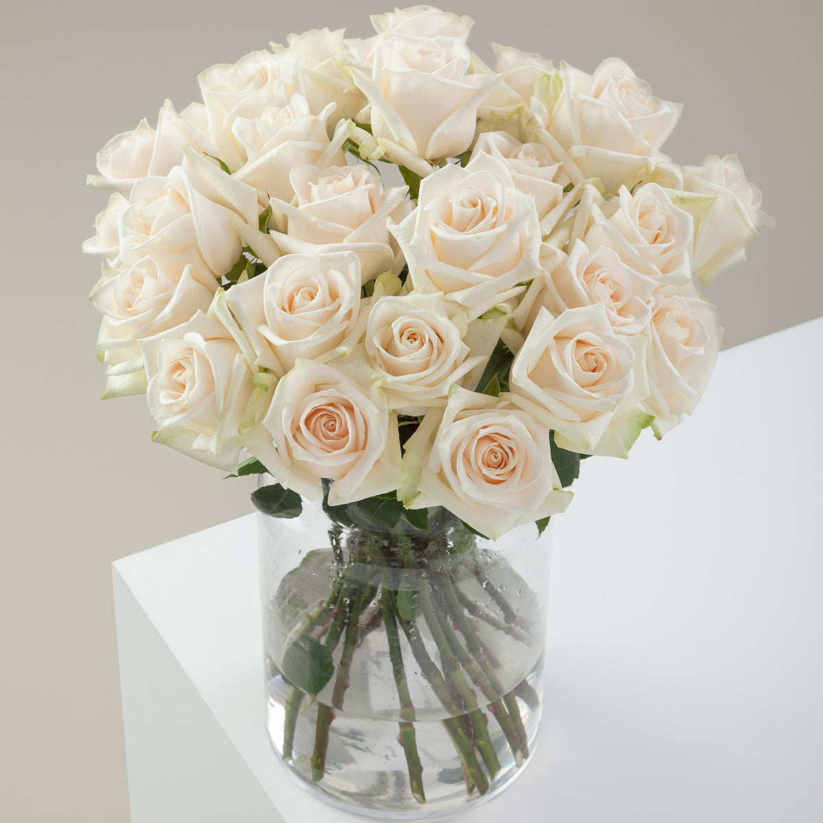Buy Cream Dazzler Long Stem Roses – Rose Farmers