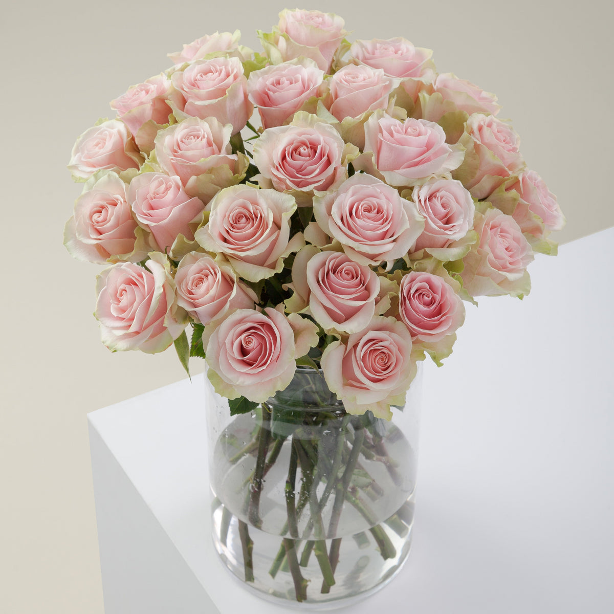 Buy Pink Bi-Color Eyecatcher Roses – Rose Farmers