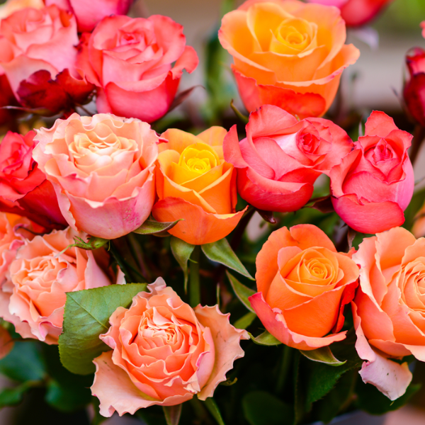 Farmer's Choice Bouquet – Rose Farmers