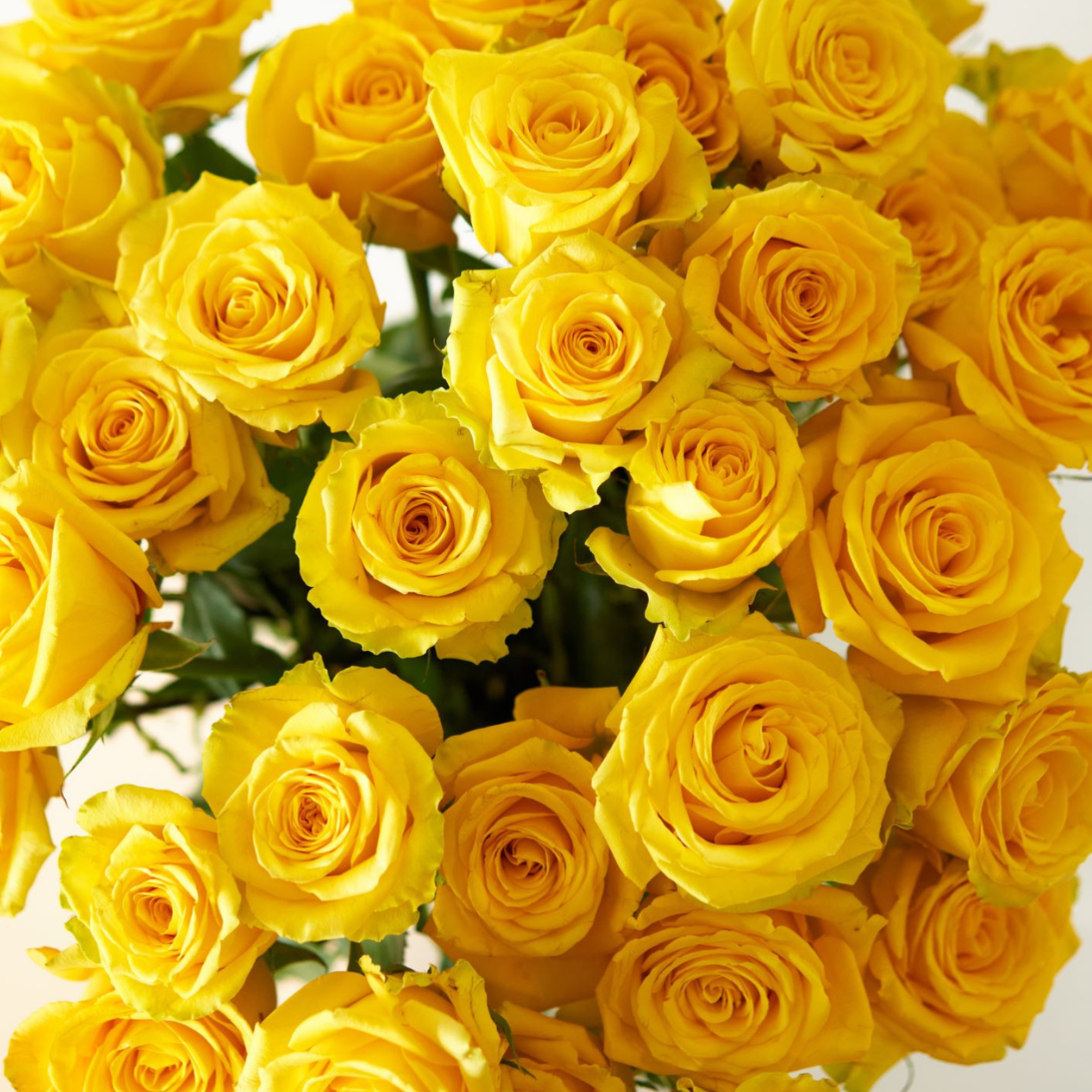 Save Big For Labor Day! – Rose Farmers