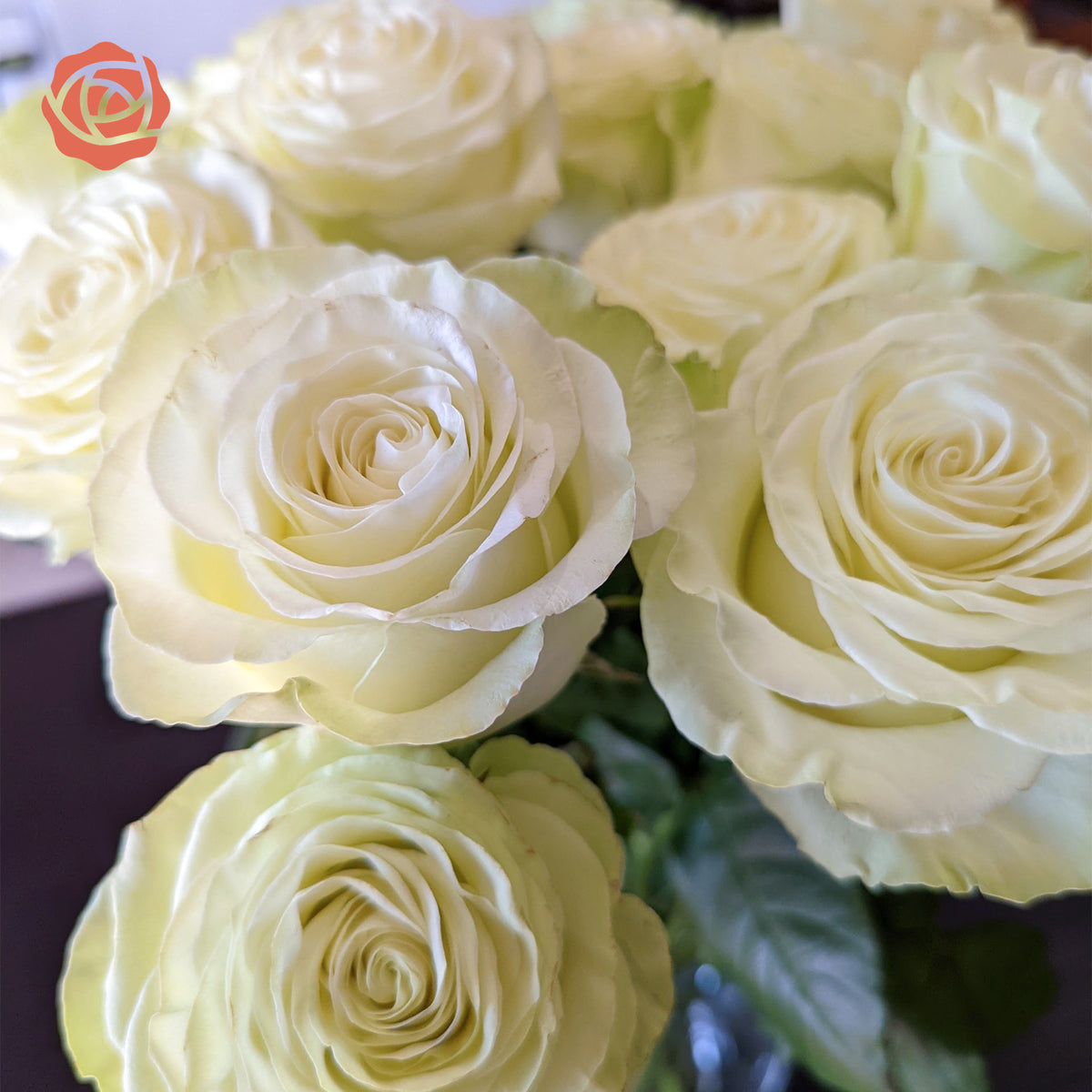 Buy Green Goddess Long Stem Roses – Rose Farmers