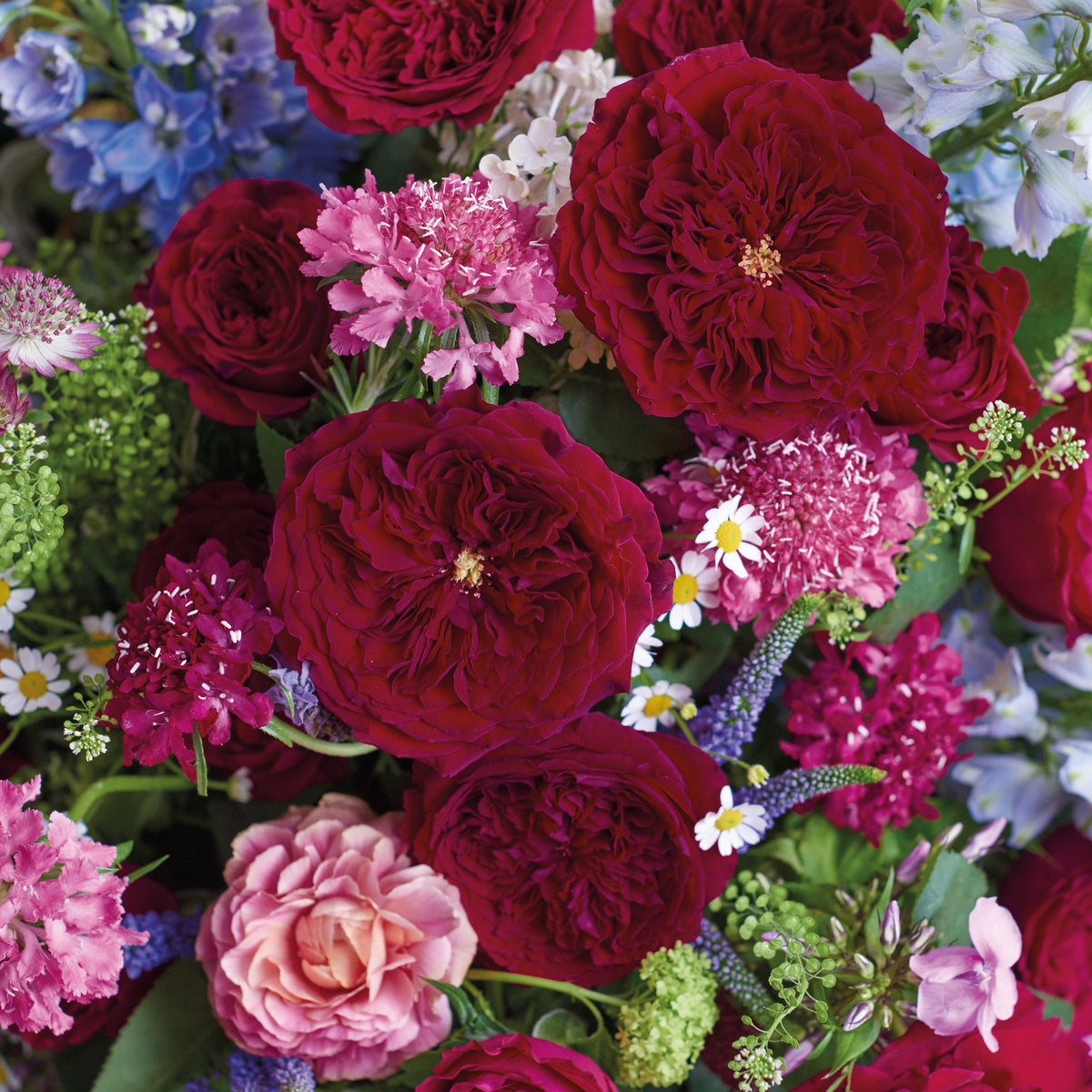 David Austin Tess Red Roses – Rose Farmers