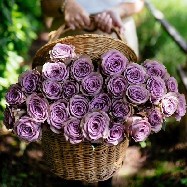 Purple Attraction Long Stem Roses – Rose Farmers