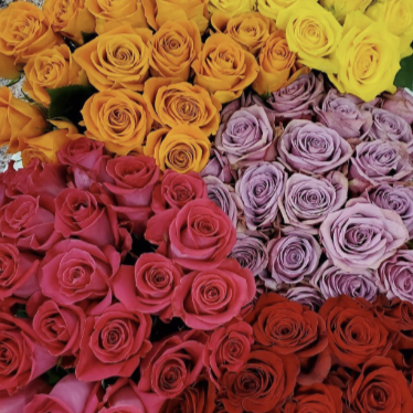 Exclusive Long Stem Luxury Roses – Rose Farmers