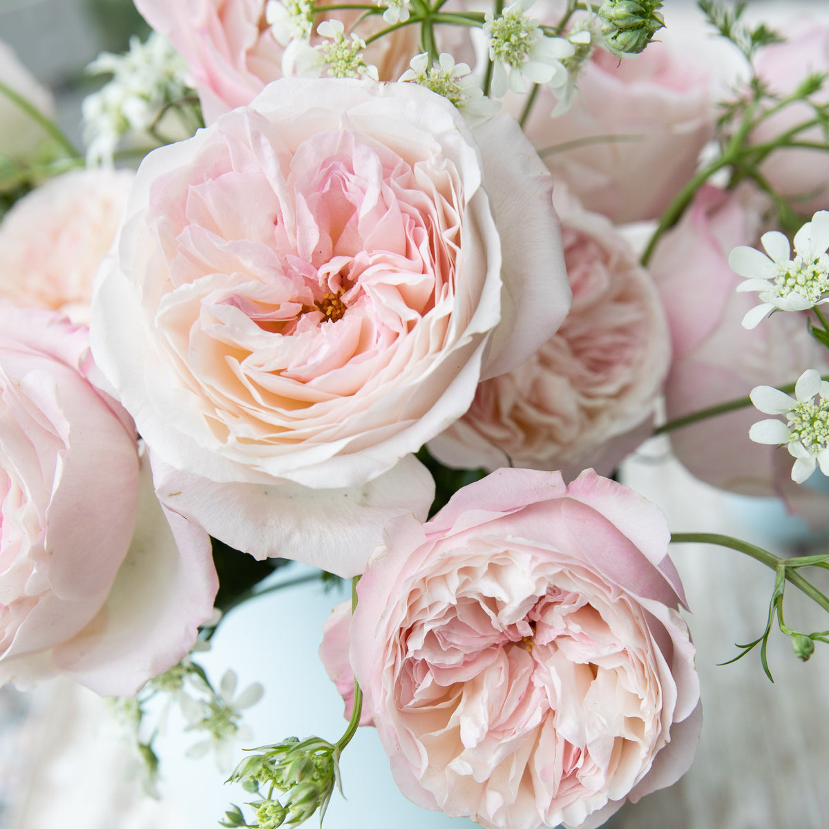 David Austin Keira Pink Roses – Rose Farmers