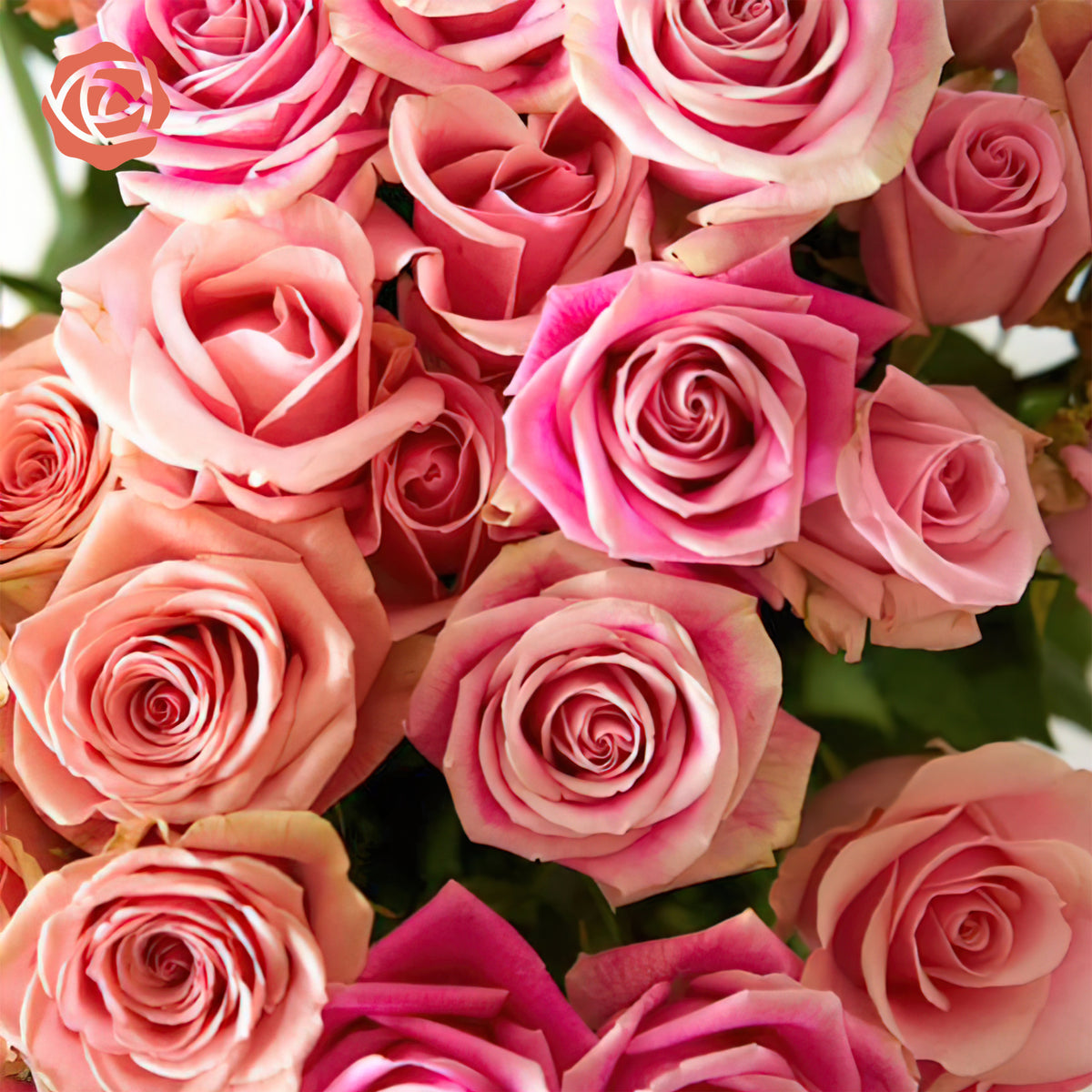Buy Pink Bi-Color Eyecatcher Roses – Rose Farmers