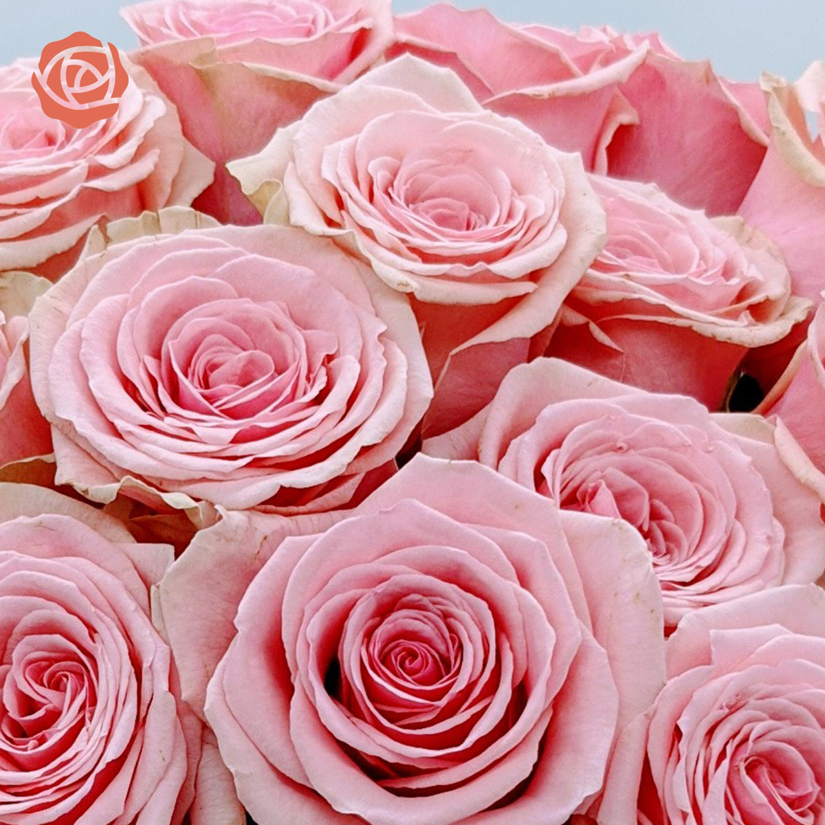 Mother's Day Special 24 Mixed Color Roses (AAA Exclusive) – Rose Farmers