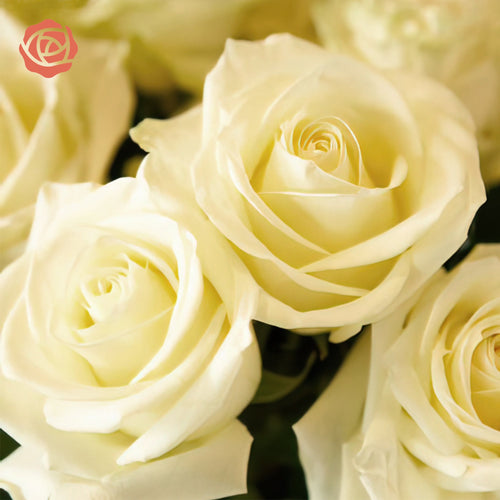 August Special: Build Your Own Bouquet with Free Shipping – Rose Farmers