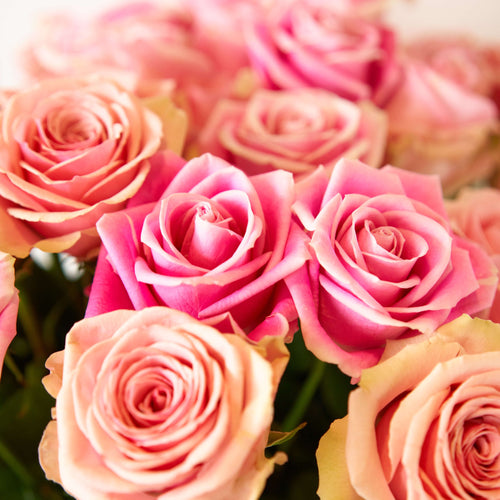 Exclusive Long Stem Luxury Roses – Rose Farmers