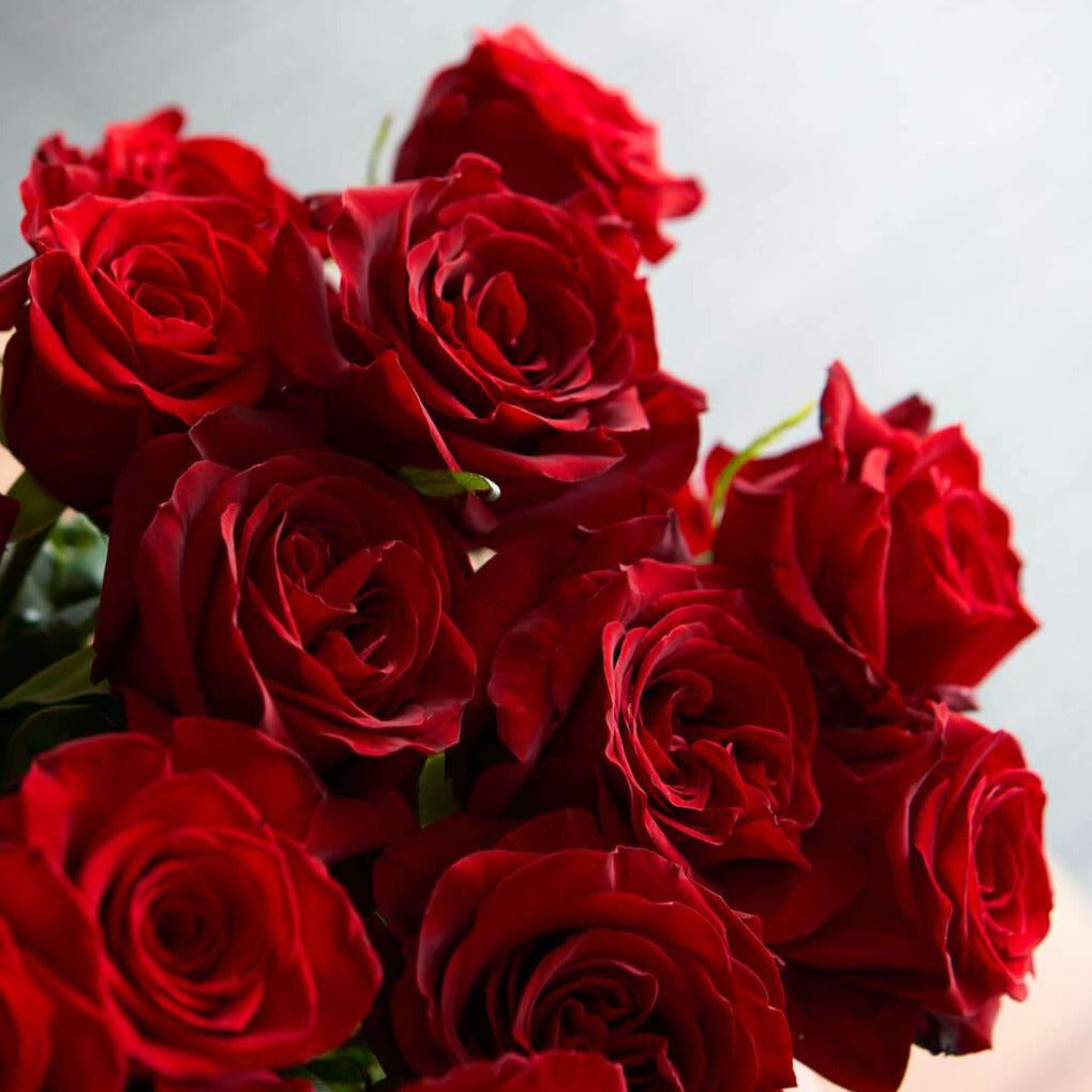 Celebrate Red Long Stem Roses! – Rose Farmers