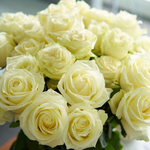 Exclusive Long Stem Luxury Roses – Rose Farmers